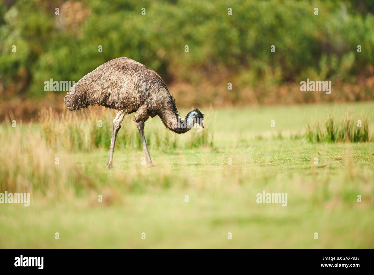 Big Emu (Dromaius novaehollandiae), Meadow, Sideways, Standing, Wilsons ...