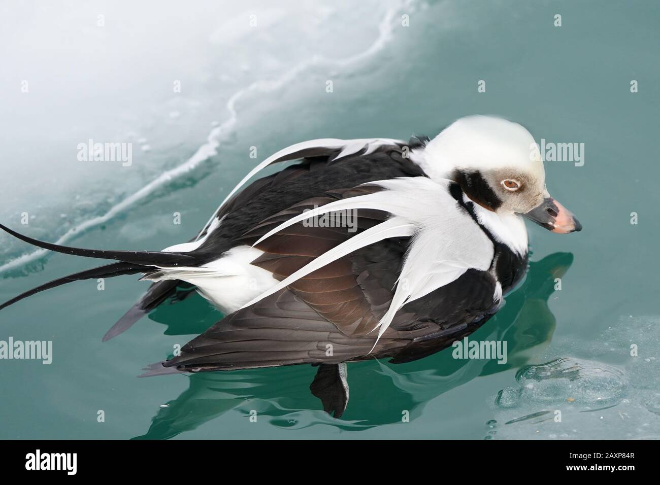 Drop of water on tip of tail hi-res stock photography and images - Alamy