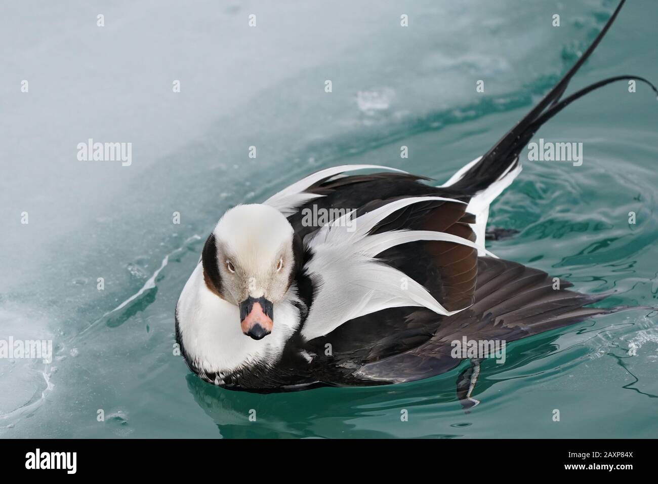 Long Tailed Drake at the lake Stock Photo - Alamy