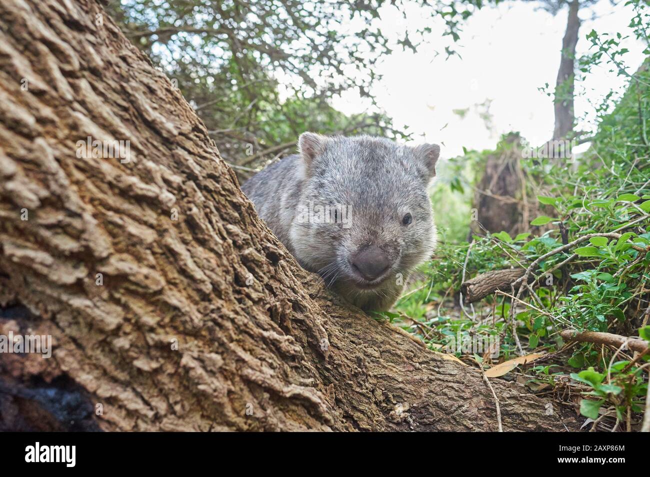 Bare-nosed Wombat (Vombatus ursinus), on tree trunk in forest, Wilsons ...