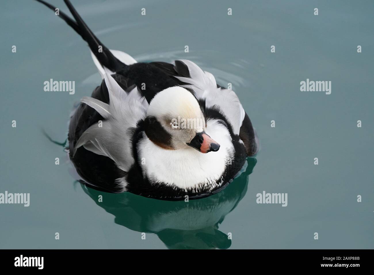 Grey drake species hi-res stock photography and images - Alamy