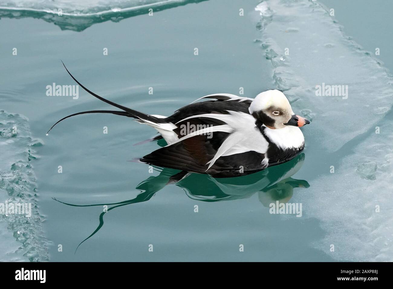 Long Tailed Drake at the lake Stock Photo - Alamy