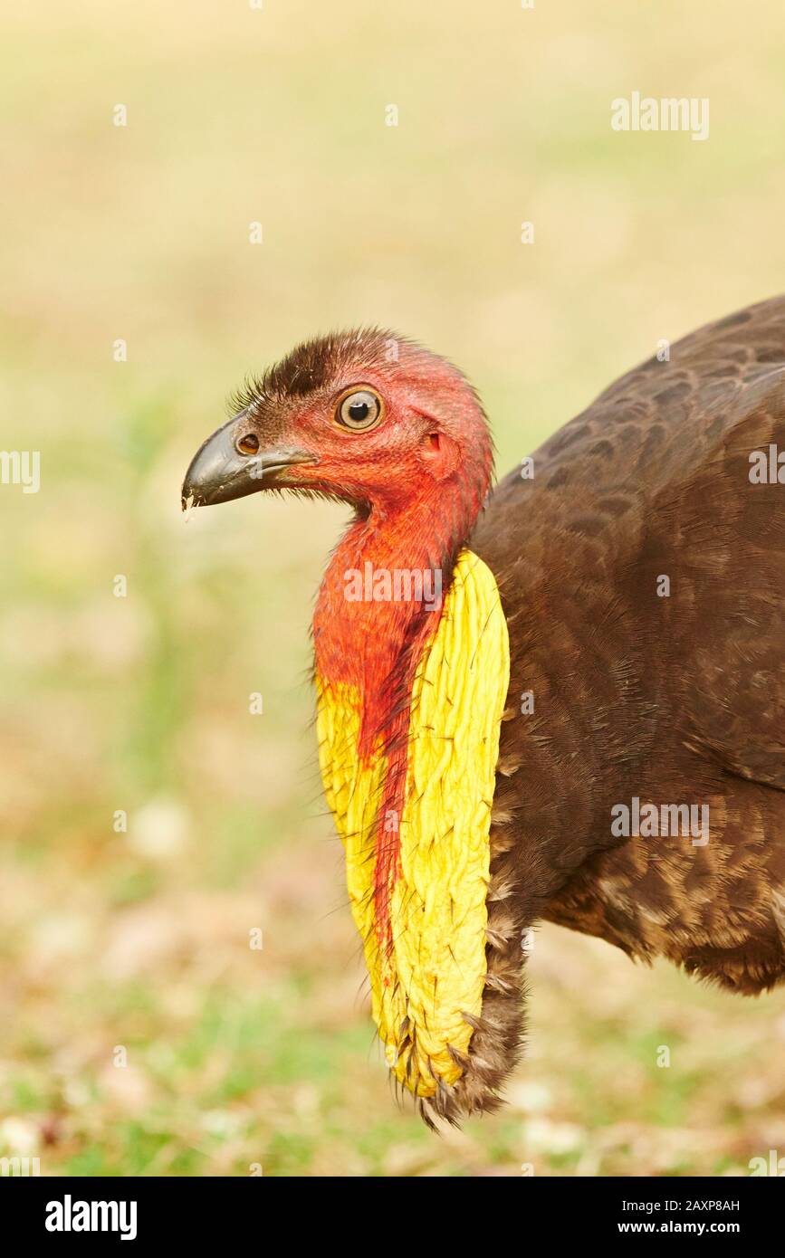 Dusky megapode hi-res stock photography and images - Alamy
