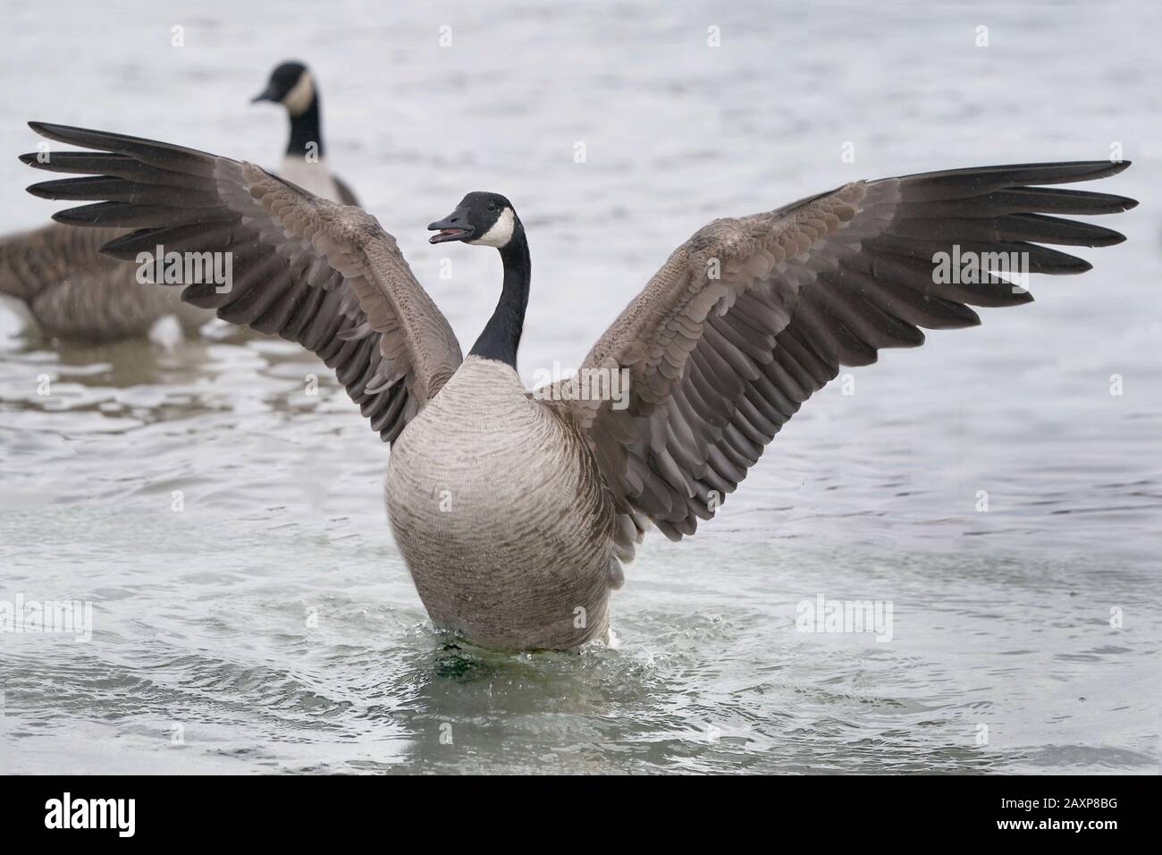 Canada Goose flapping on water Stock Photo - Alamy