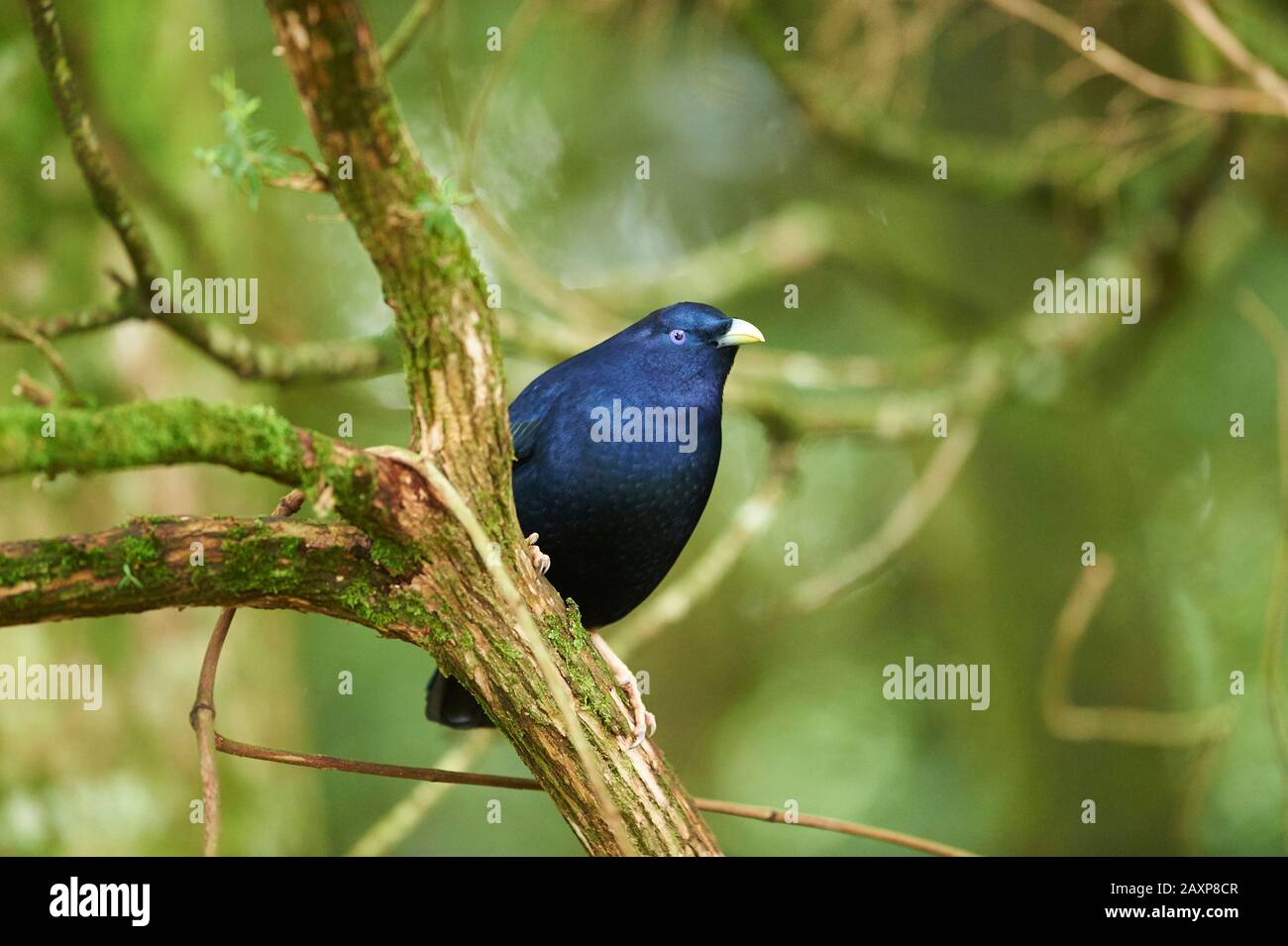 The satin bowerbird (Ptilonorhynchus violaceus), male, branch, sideways, sitting, O'Reilly's ...