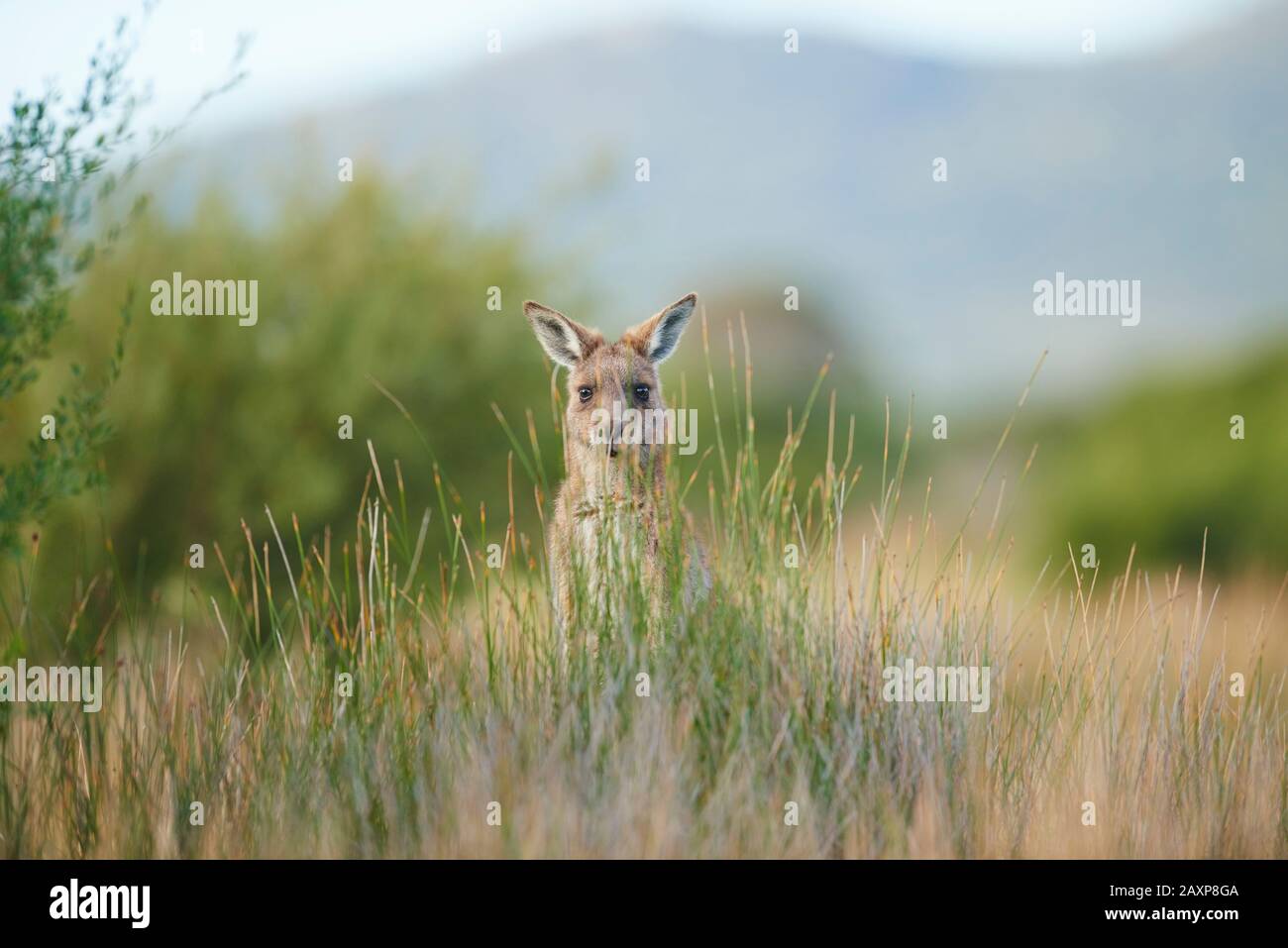 Eastern Gray Kangaroo (Macropus giganteus), meadow, stand, look into ...