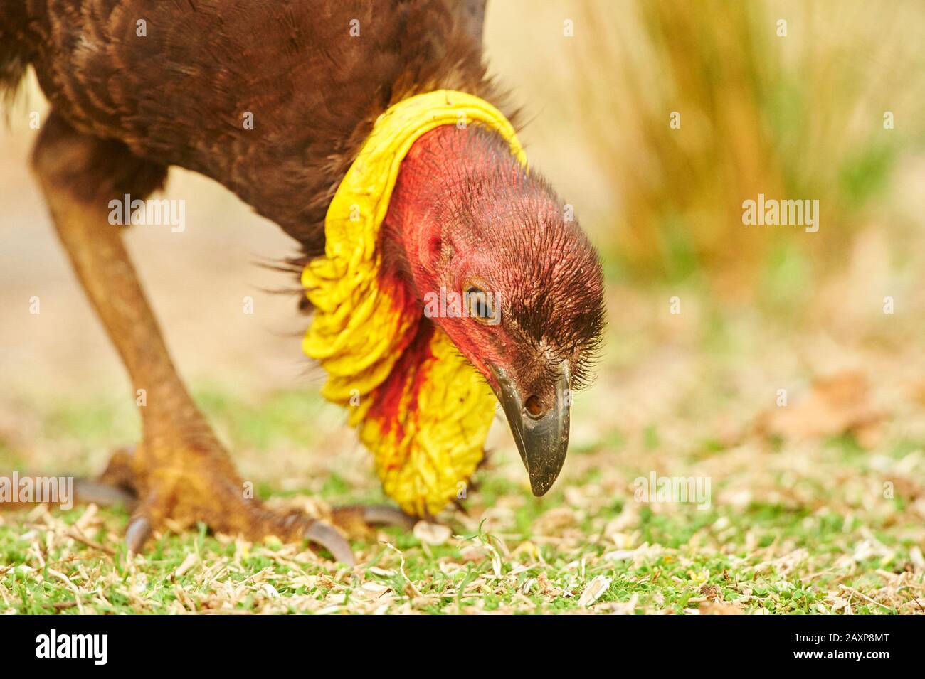 Bush turkey (Alectura lathami), Meadow, Sideways, Standing, O'Reilly's ...