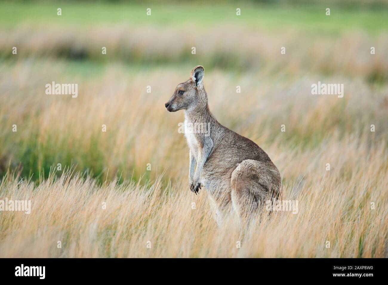 Eastern Gray Giant Kangaroo (Macropus giganteus), meadow, sideways ...