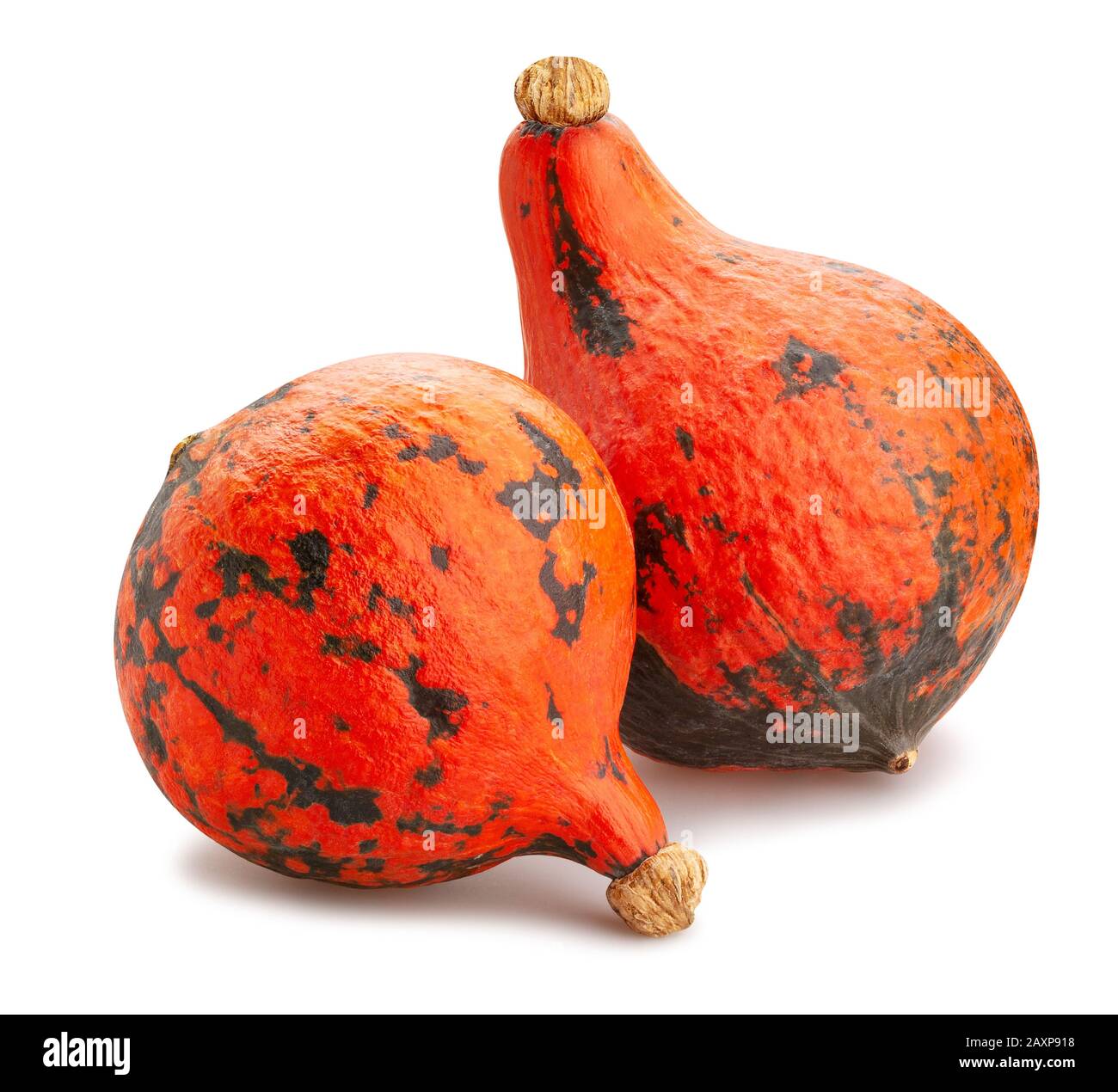 red kuri squash path isolated on white Stock Photo - Alamy