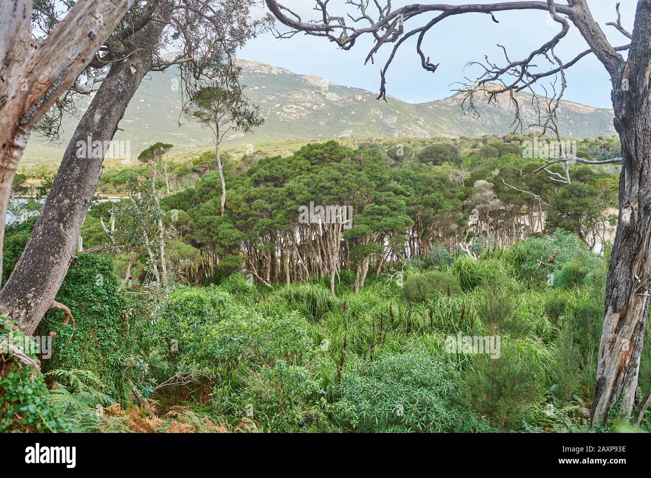 Landscape, Tidal River, Wilsons Promontory National Park, Victoria ...