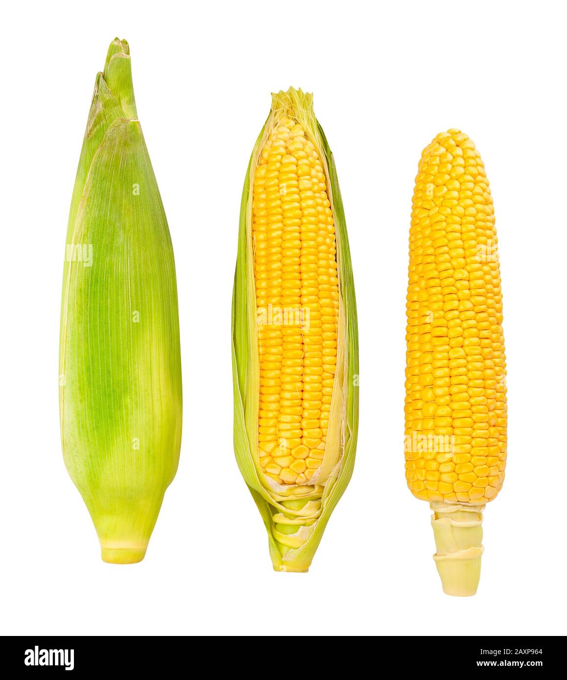 corn path isolated on white Stock Photo - Alamy