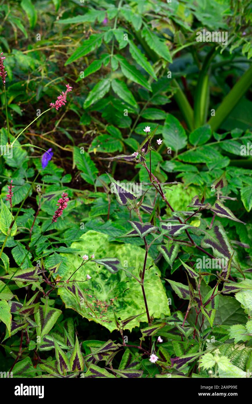 Persicaria runcinata Purple Fantasy,podophyllum spotty dotty,leaves ...