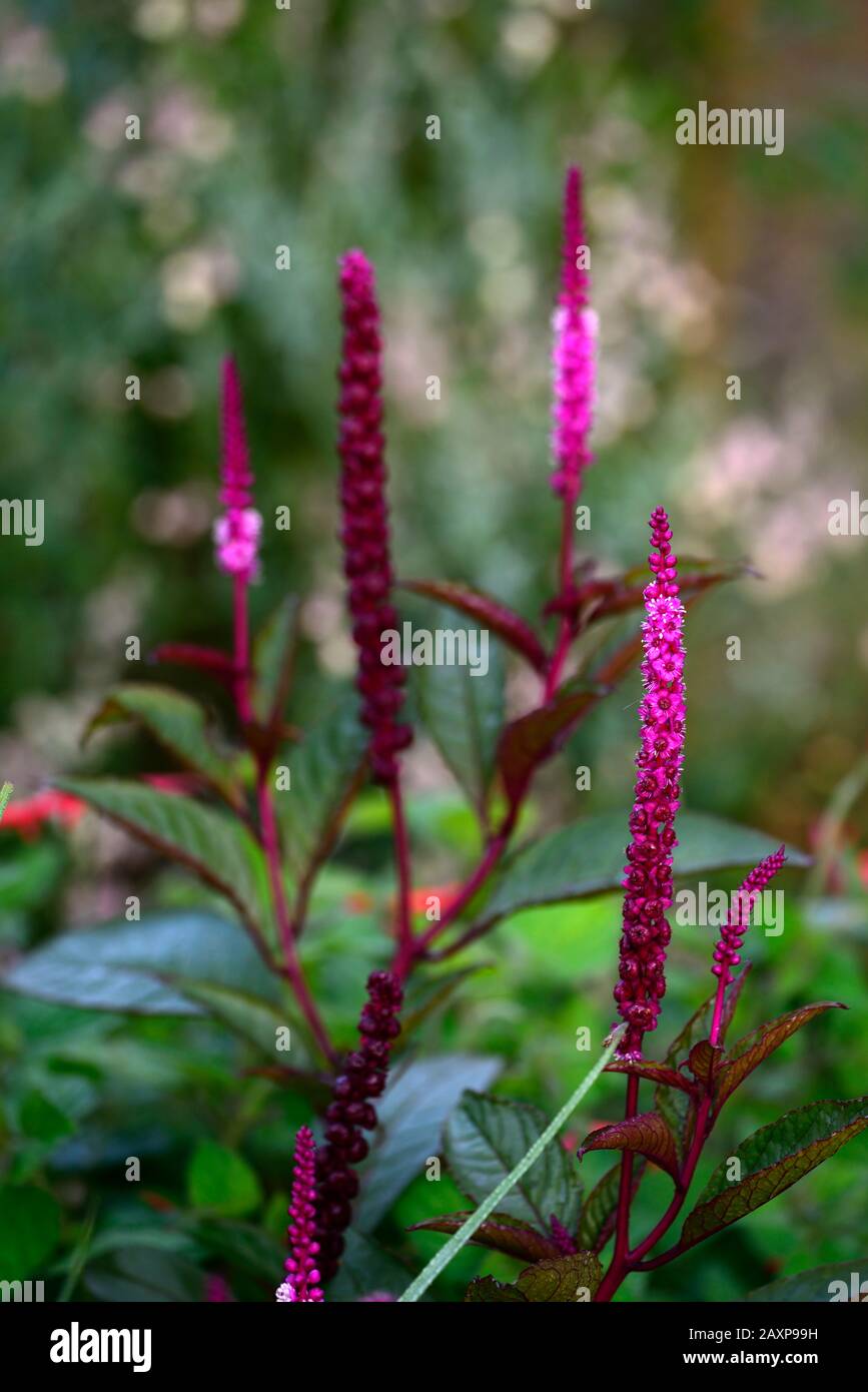 Phytolacca icosandra,button pokeweed,tropical pokeweed,purple pink ...