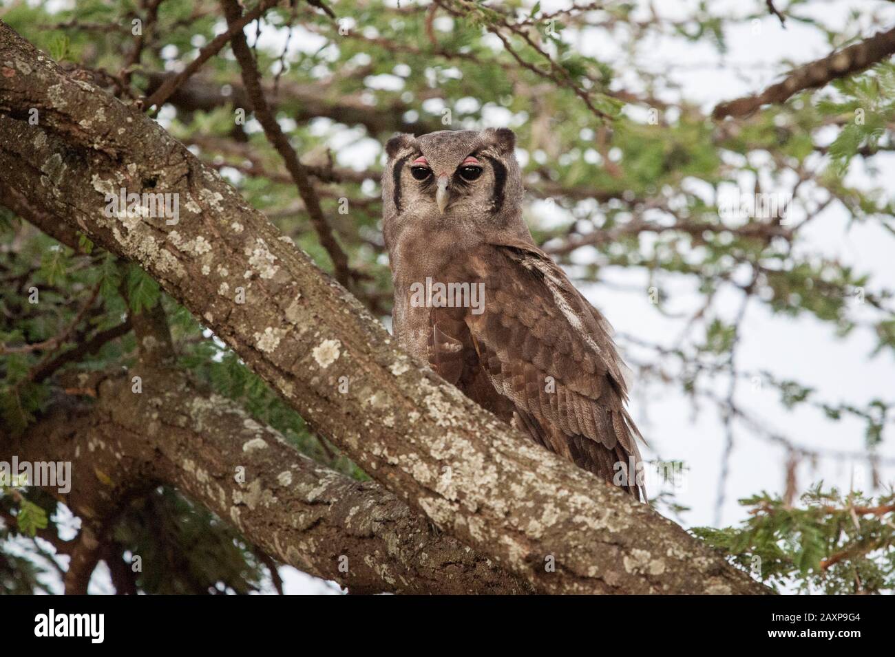 A Verreaux's eagle-owl sitting on a tree branch in the early morning ...