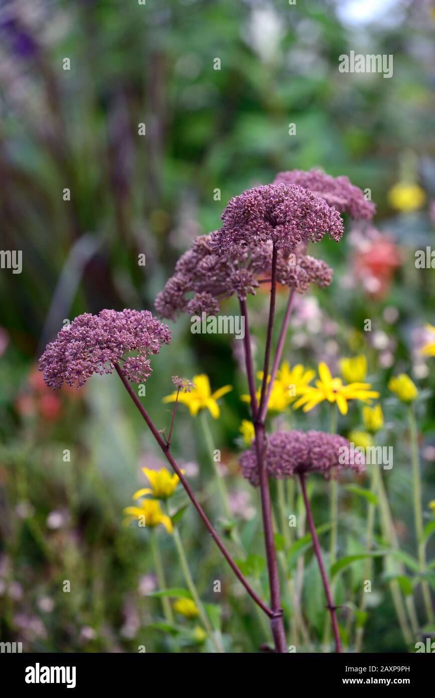 Angelica sylvestris purpurea Vicar’s Mead,Wild angelica,purple stems ...