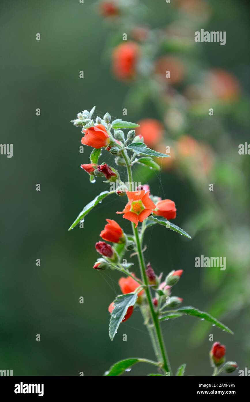 Sphaeralcea incana,orange flowers,flower,flowering,soft globemallow ...