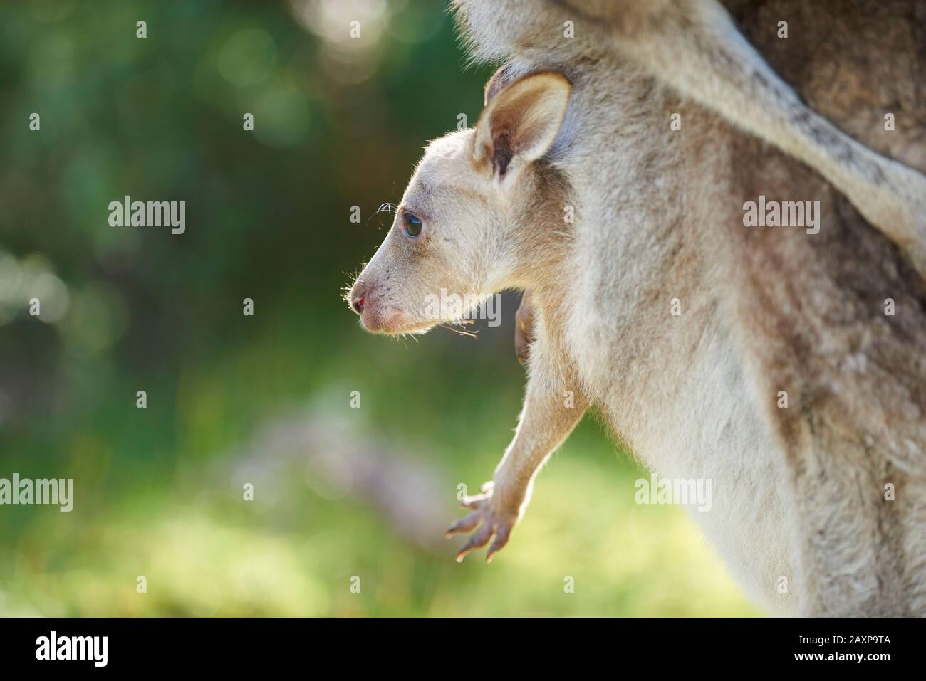 Eastern Gray Kangaroo (Macropus giganteus), cub, portrait, sideways ...