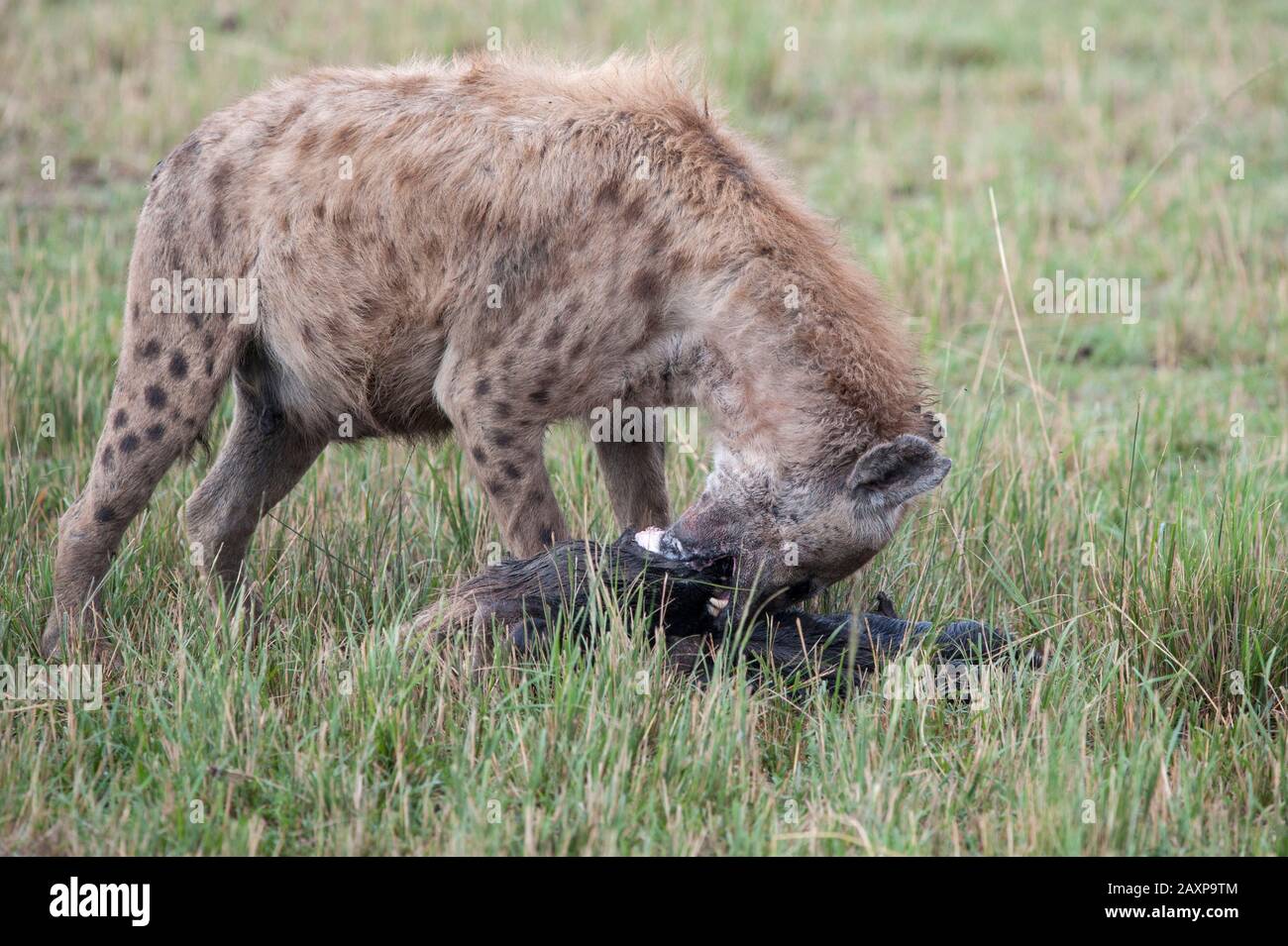 Spotted Hyena feeding on a Wildebeest skull in the grasslands of the ...
