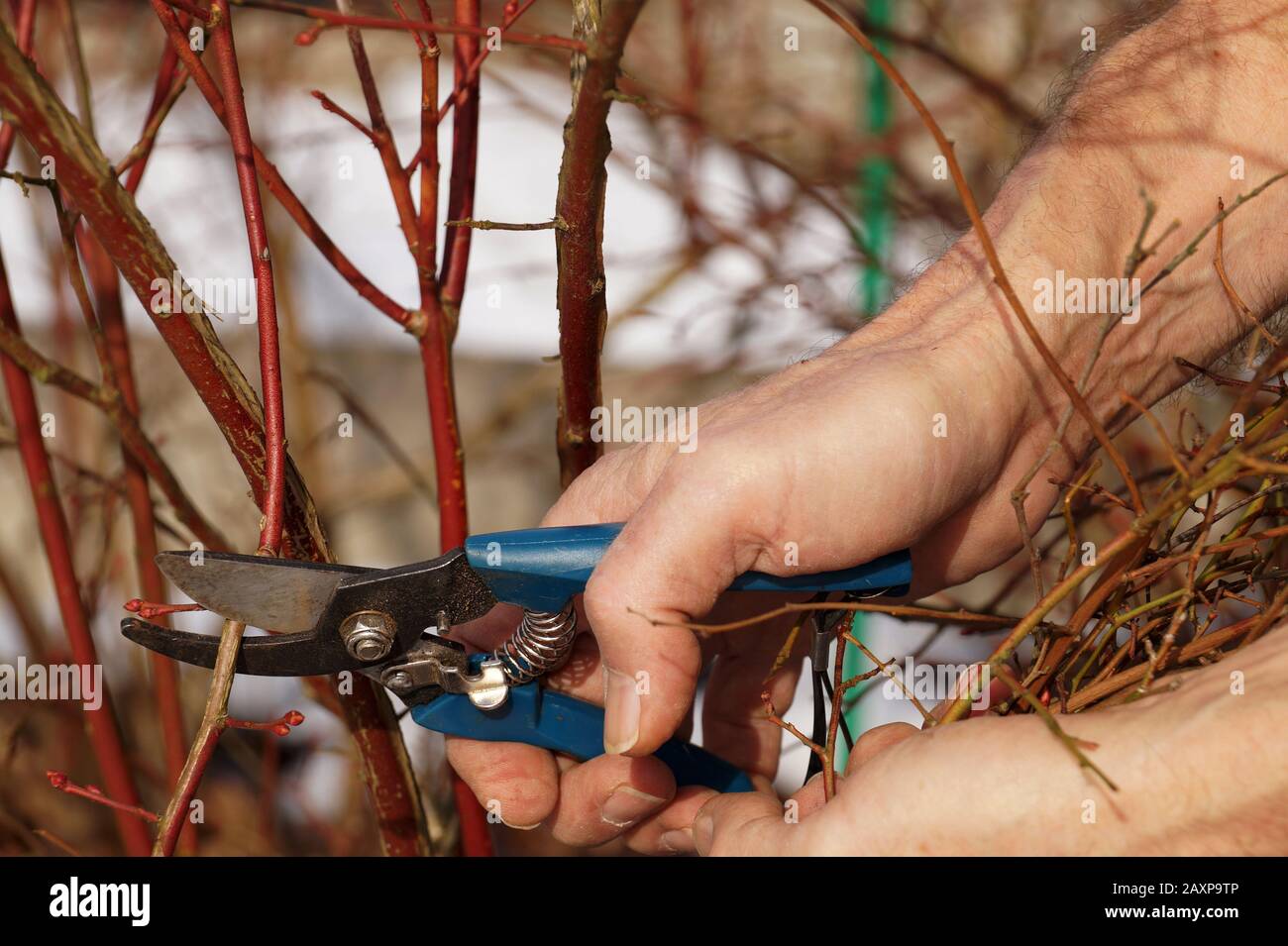 Early spring work in the garden - pruning shrubs. A pruning shears in ...