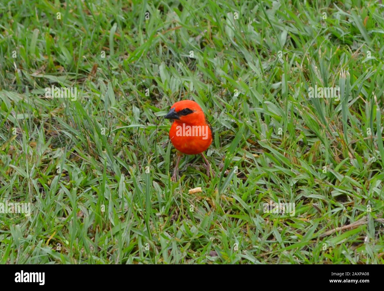 Male red Fody (Foudia madagascariensis), a bird species native to ...