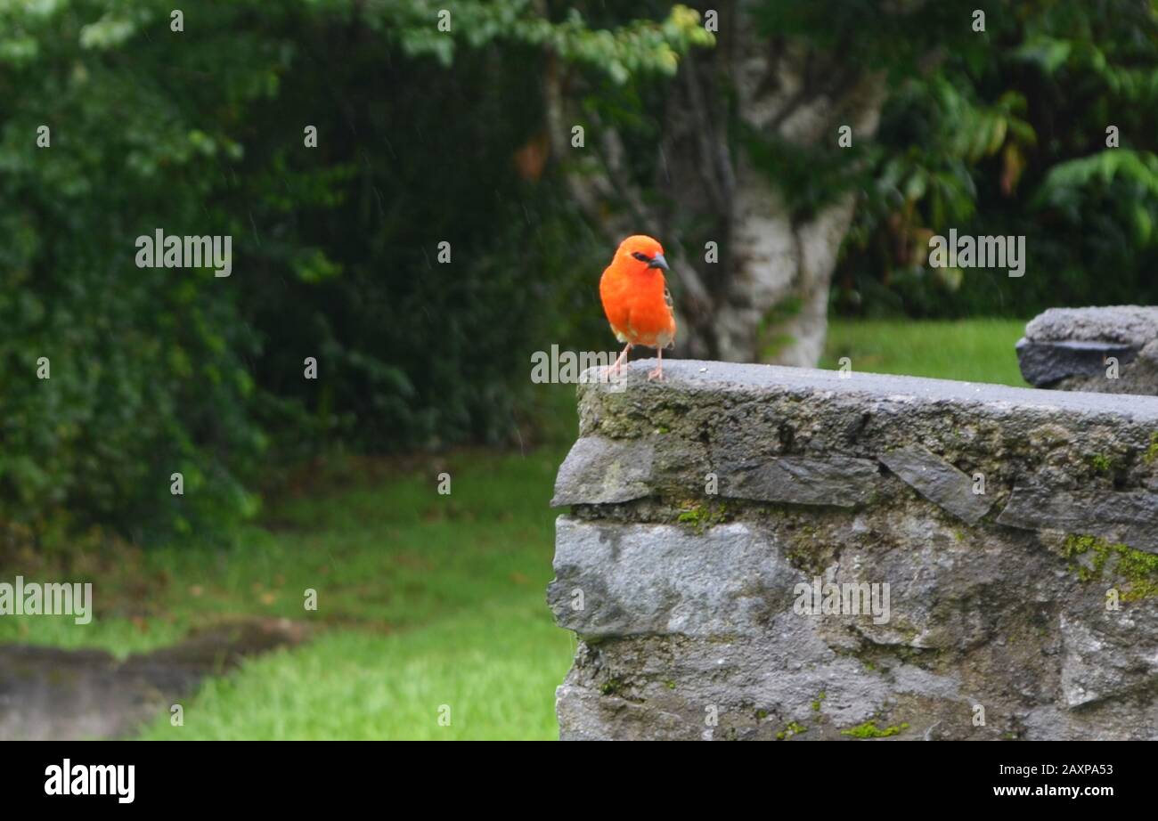 Male red Fody (Foudia madagascariensis), a bird species native to ...