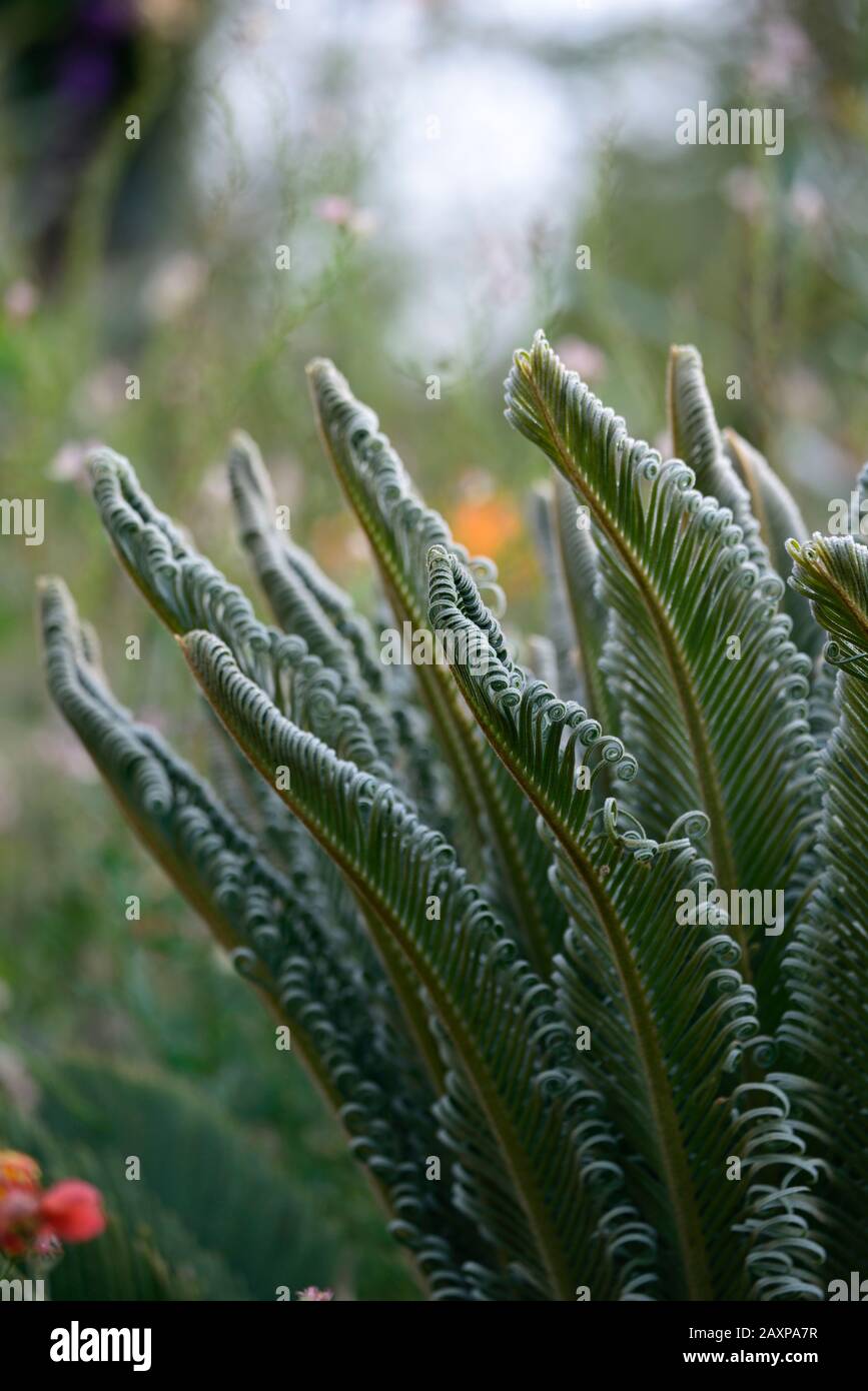 Cycad,cycads,young plants,new growth,leaves,foliage,evergreen,,RM ...