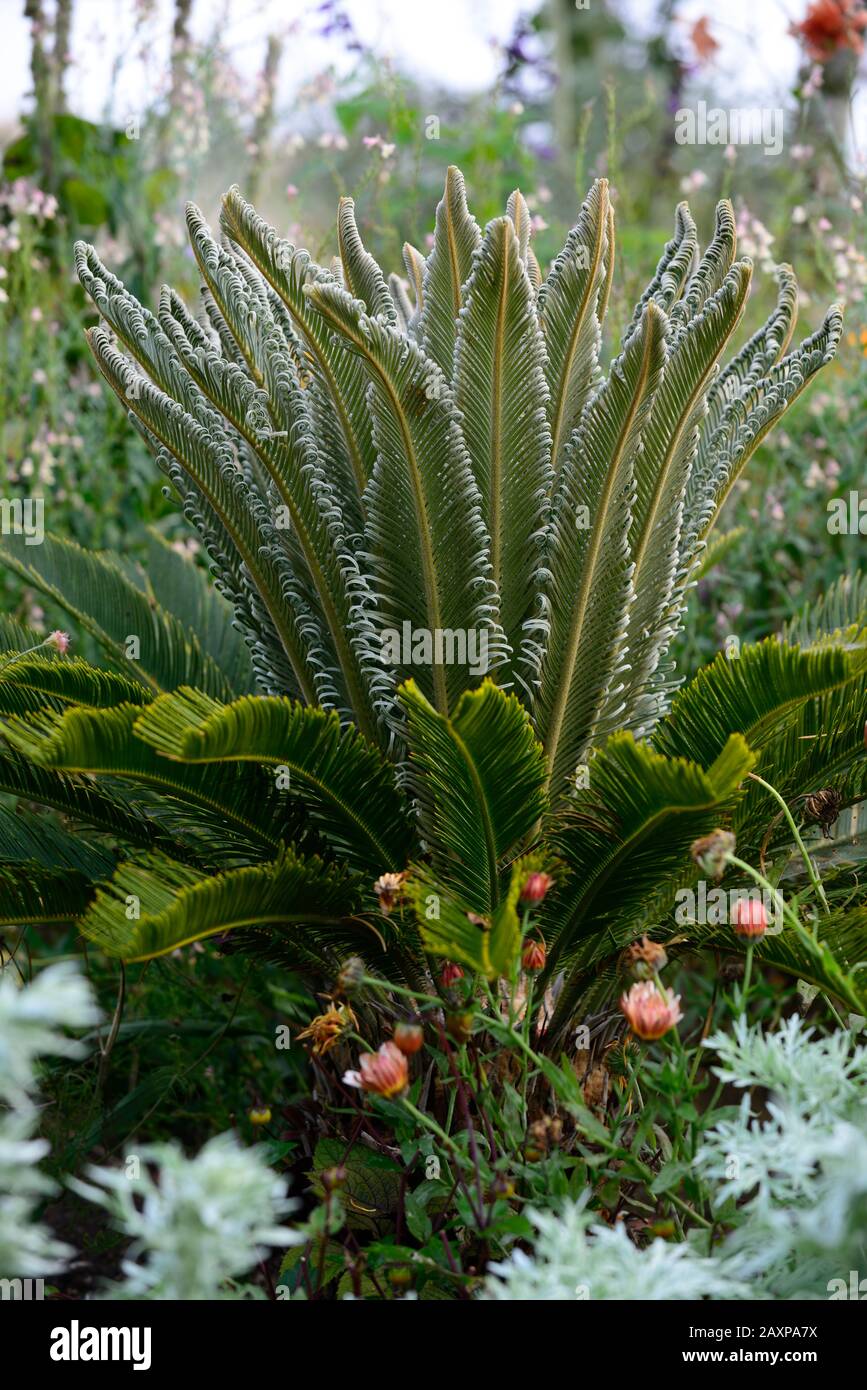 Cycad cycads leaves hi-res stock photography and images - Alamy