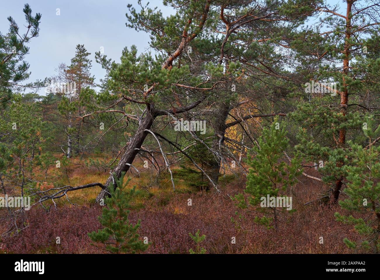 conservation area "Black Moor", Biosphere Reserve Rhön, Lower Franconia ...