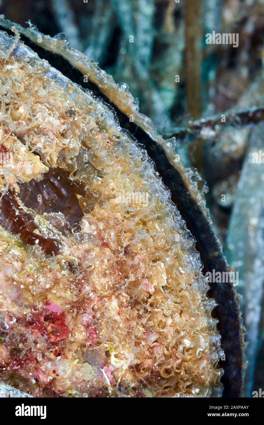 Seashell close-up detail of a noble pen shell (Pinna nobilis) in Ses ...