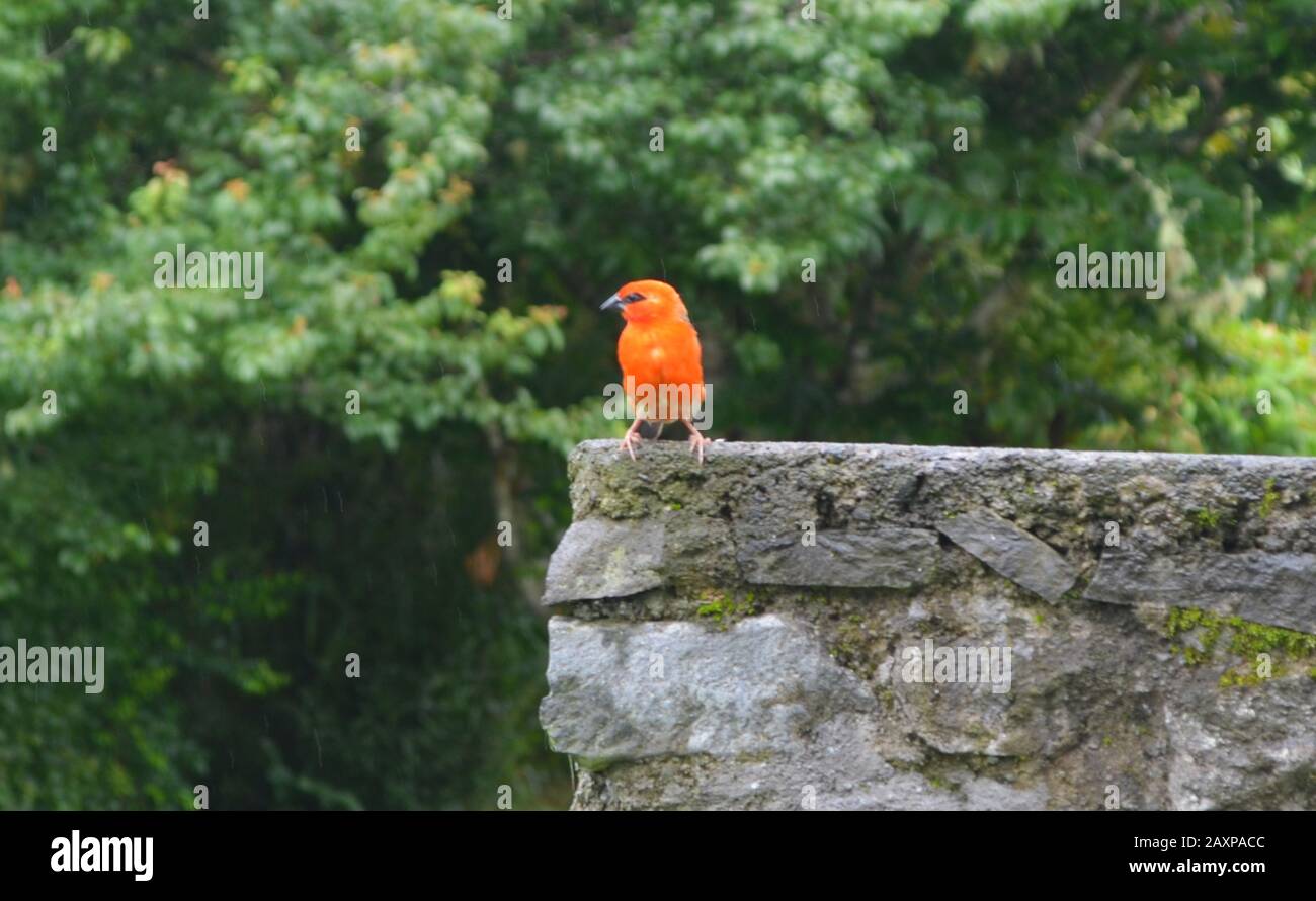 Male red Fody (Foudia madagascariensis), a bird species native to ...