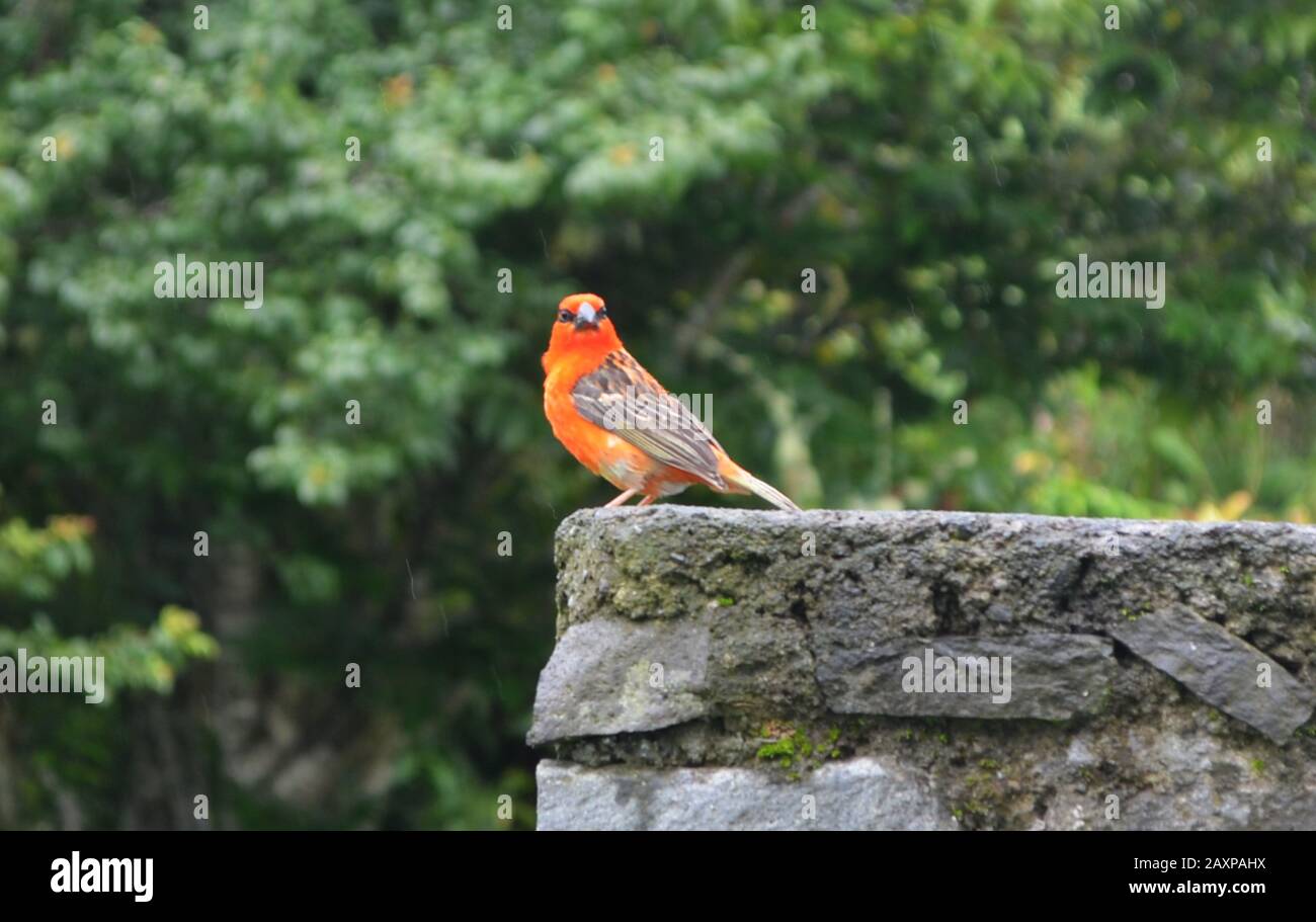 Male red Fody (Foudia madagascariensis), a bird species native to ...