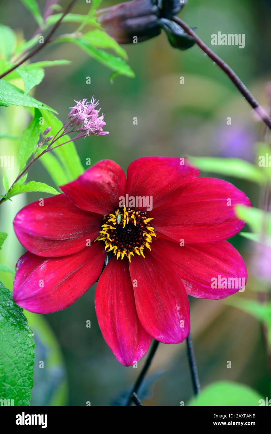 Purple red hi-res stock photography and images - Alamy