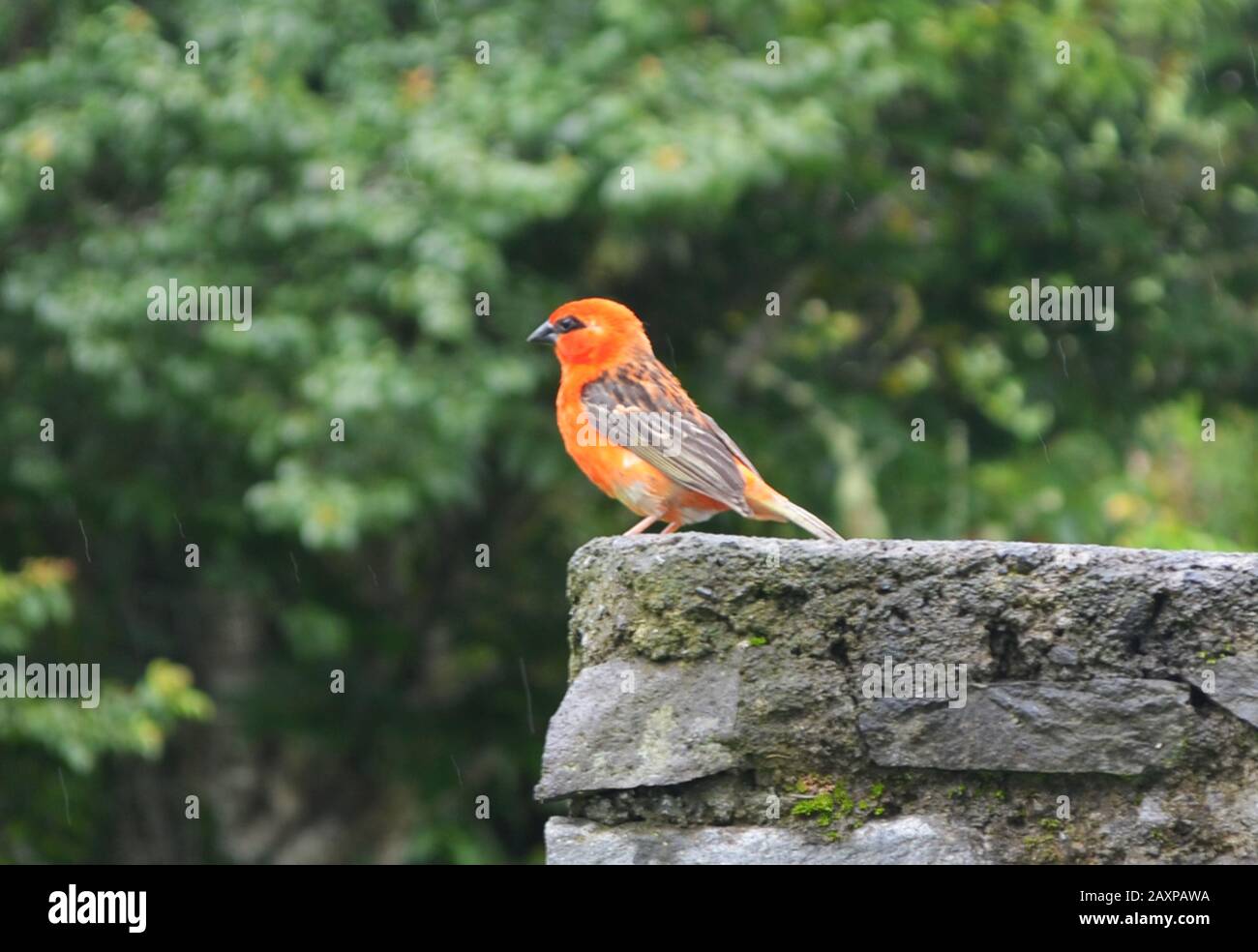 Male red Fody (Foudia madagascariensis), a bird species native to ...