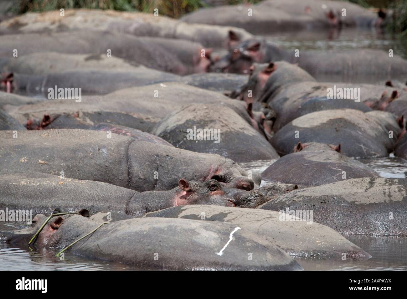 Several hippos in water hi-res stock photography and images - Alamy