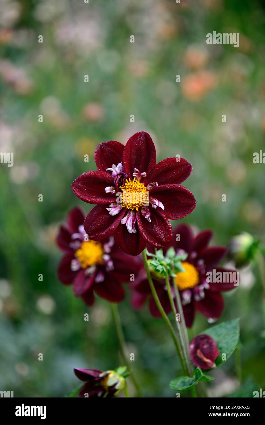 Dahlia Night Butterfly,collarette dahlias,purple cranberry white ...
