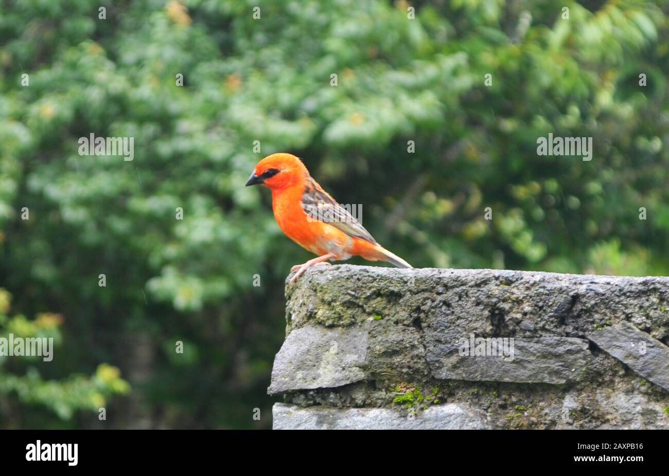 Male red Fody (Foudia madagascariensis), a bird species native to ...