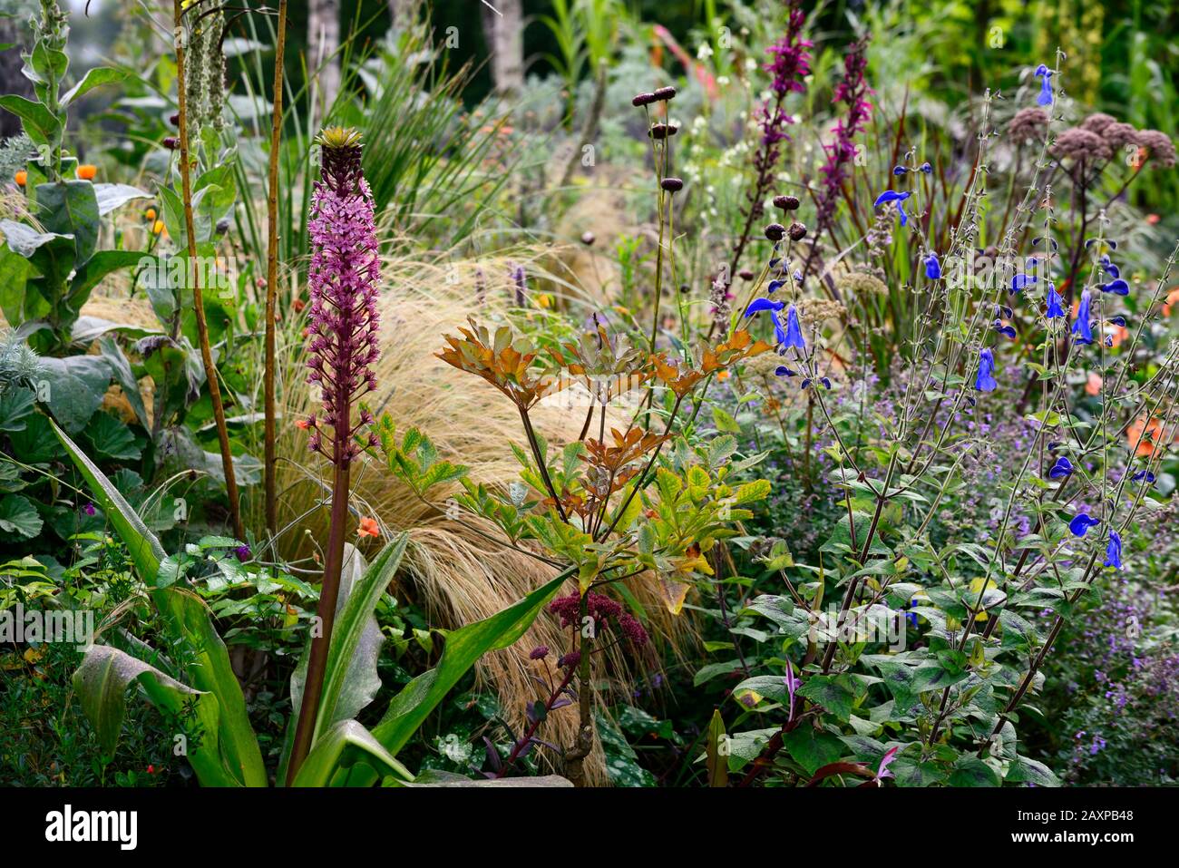 Eucomis comosa pink gin hi-res stock photography and images - Alamy