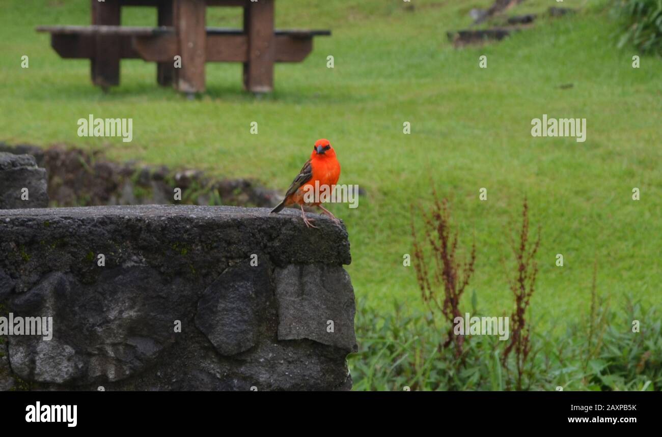 Male red Fody (Foudia madagascariensis), a bird species native to ...