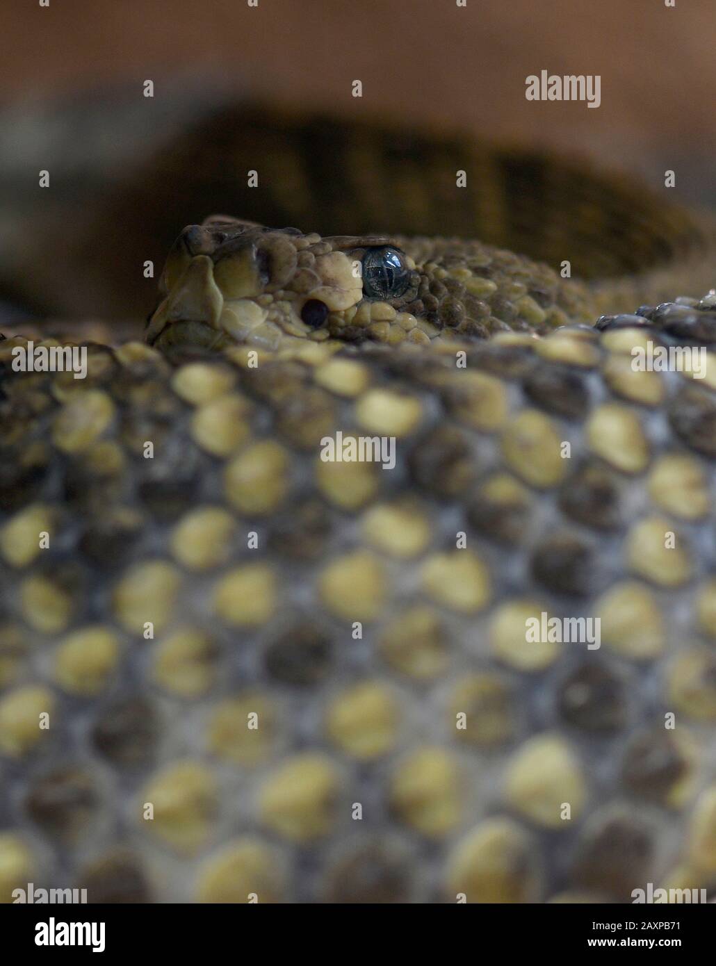 poisonous basilisk rattlesnake (Crotalus basiliscus), captive ...