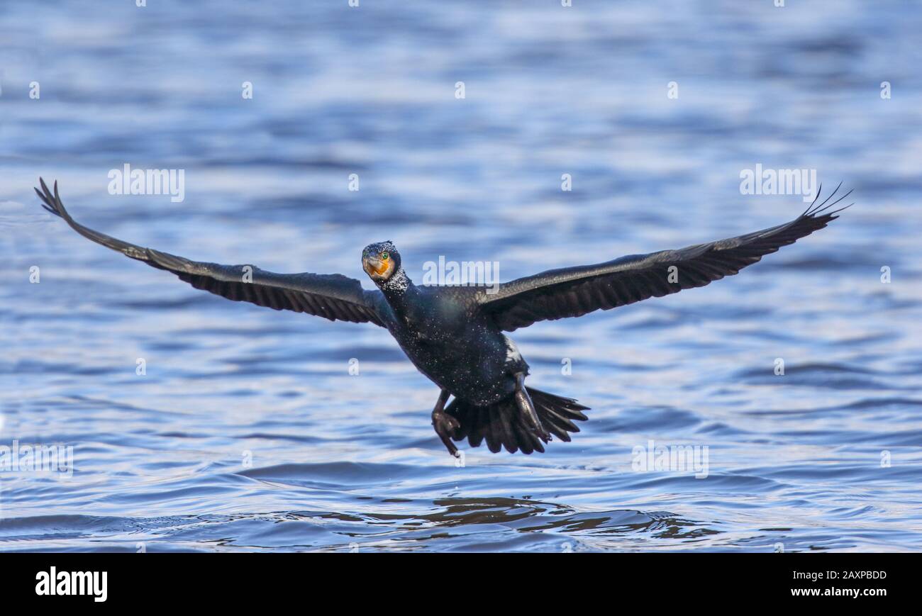 Large webbed dark feet hi-res stock photography and images - Alamy