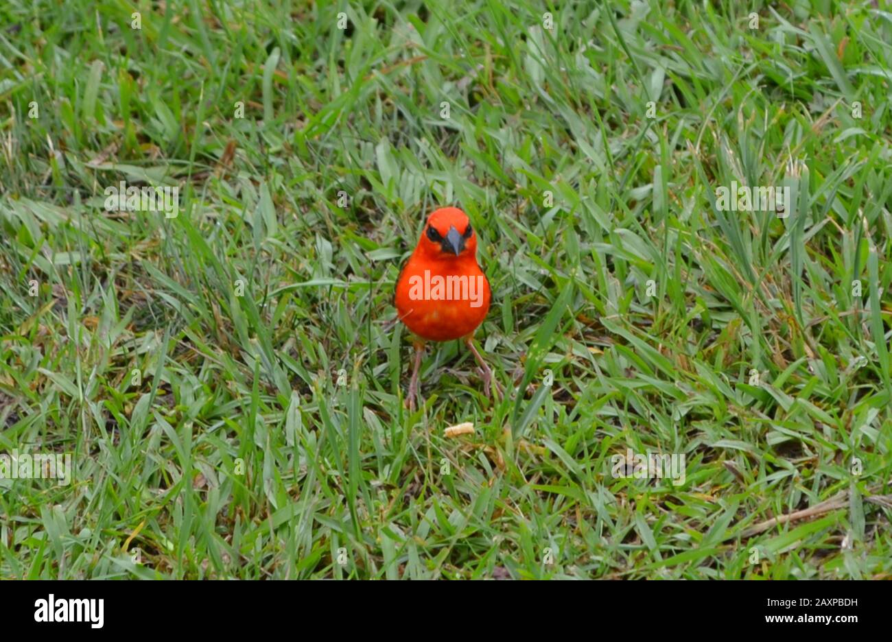 Male red Fody (Foudia madagascariensis), a bird species native to ...