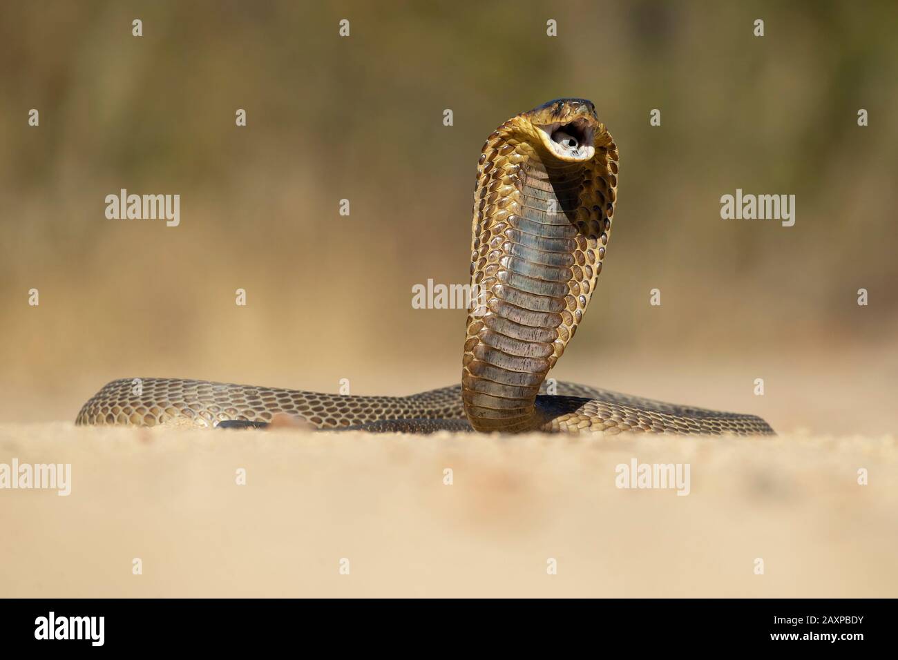 Egyptian cobra snake hi-res stock photography and images - Alamy