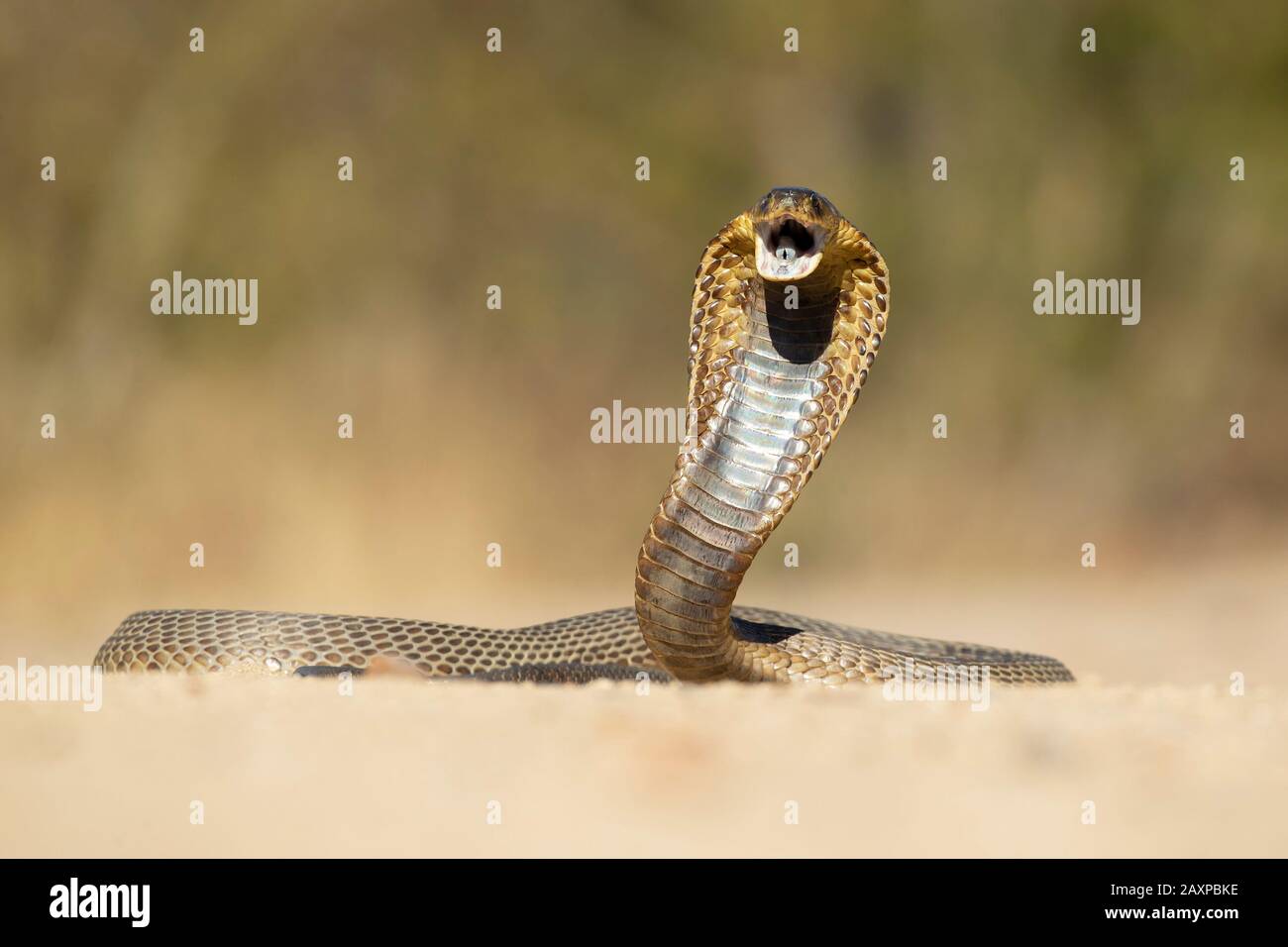 Banded Egyptian Cobra
