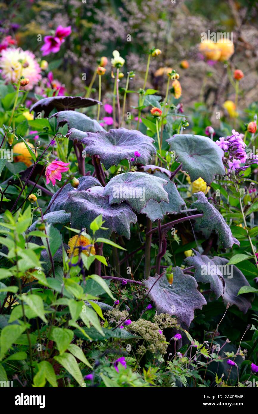 senecio cristobalensis,Roldana petasitis,Red Leaved Velvet Senecio ...