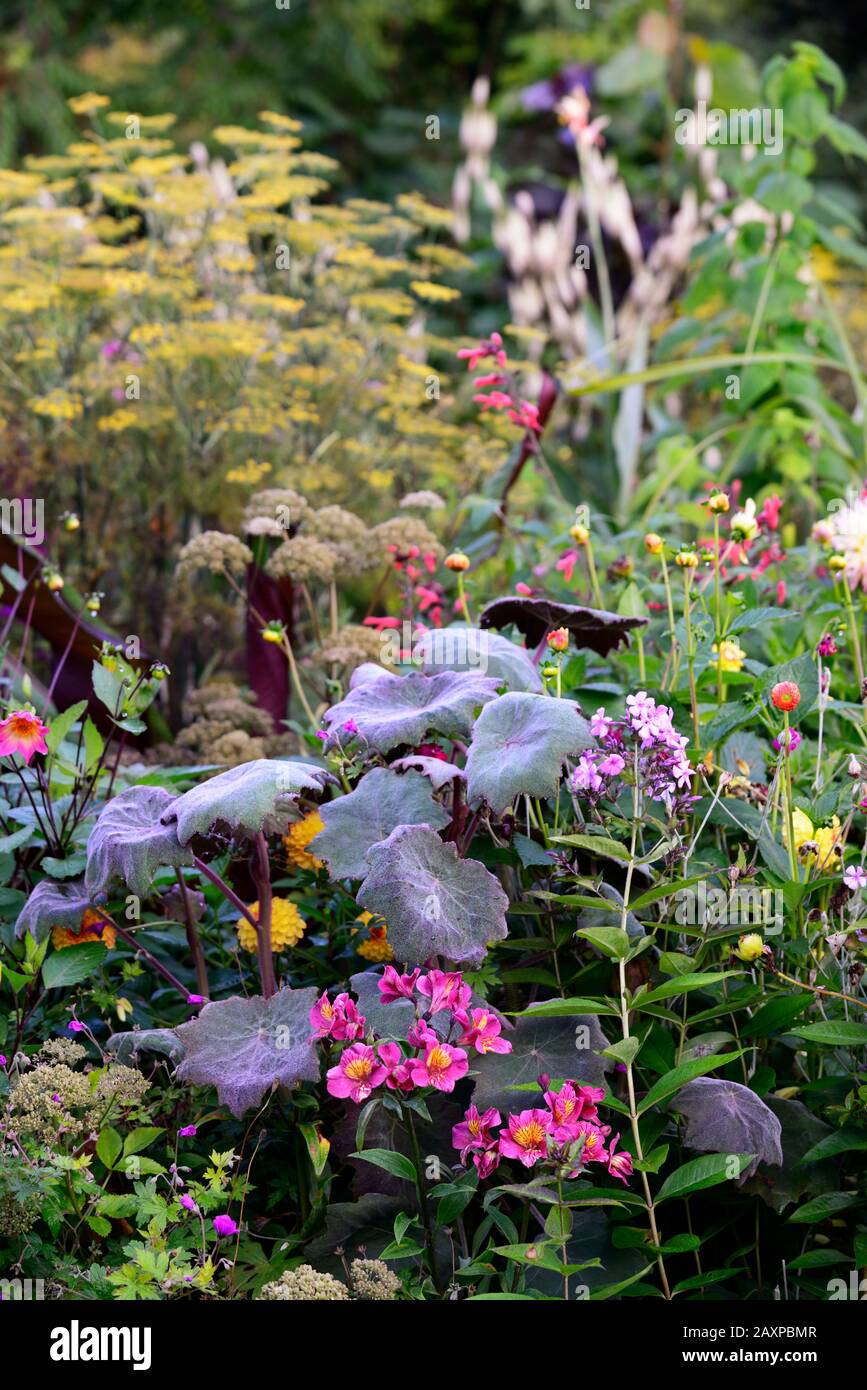 senecio cristobalensis,Roldana petasitis,Red Leaved Velvet Senecio ...