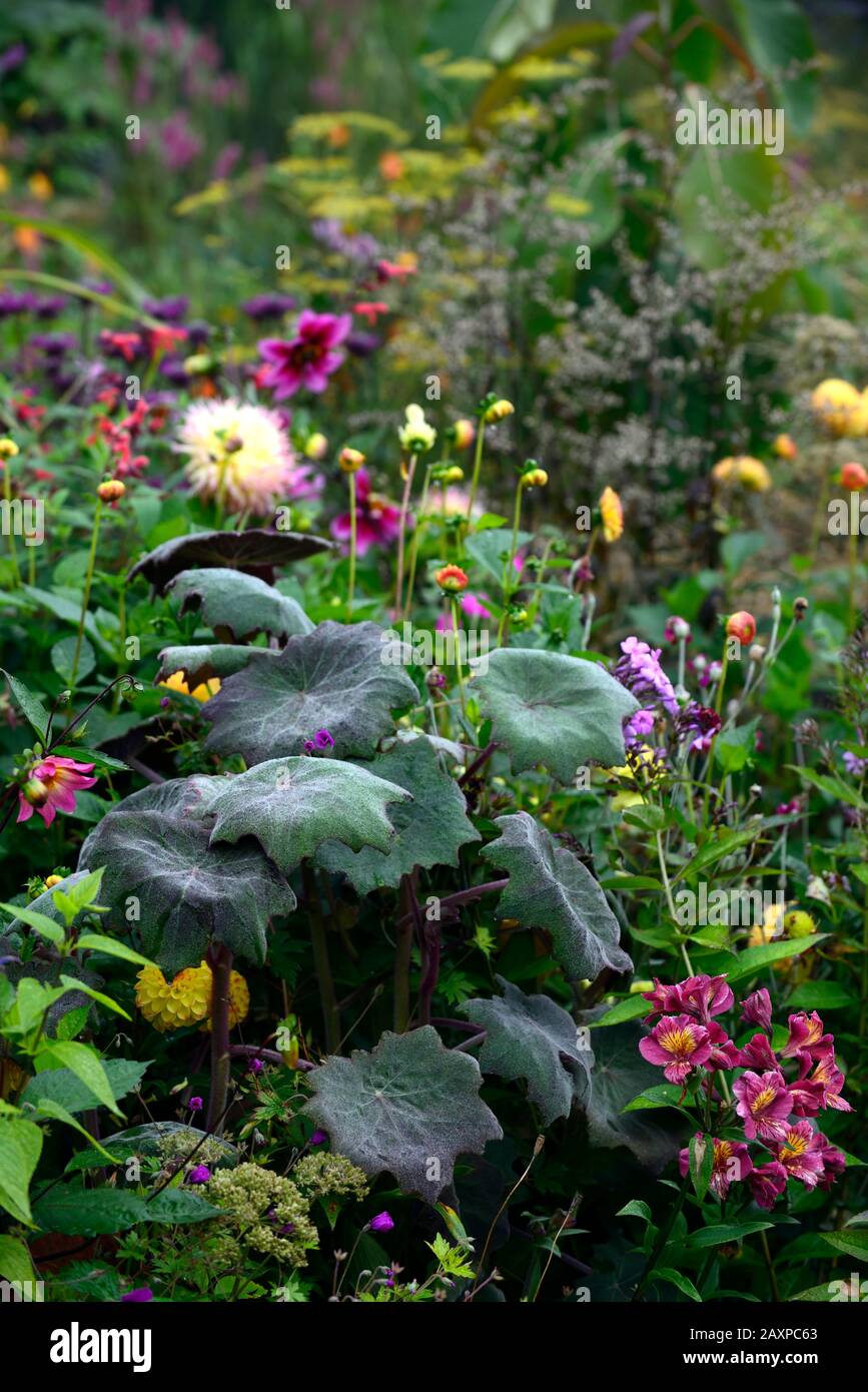 senecio cristobalensis,Roldana petasitis,Red Leaved Velvet Senecio ...