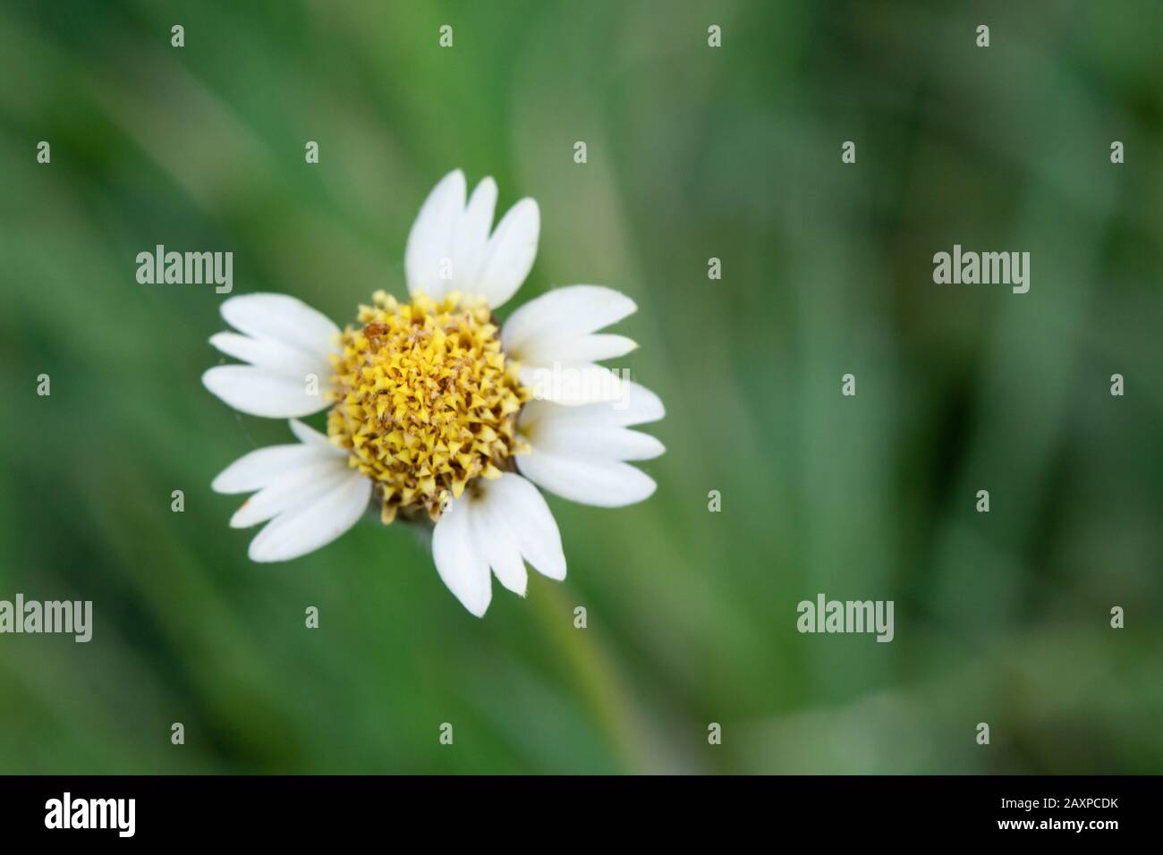 Wild Daisy on blur background Stock Photo - Alamy