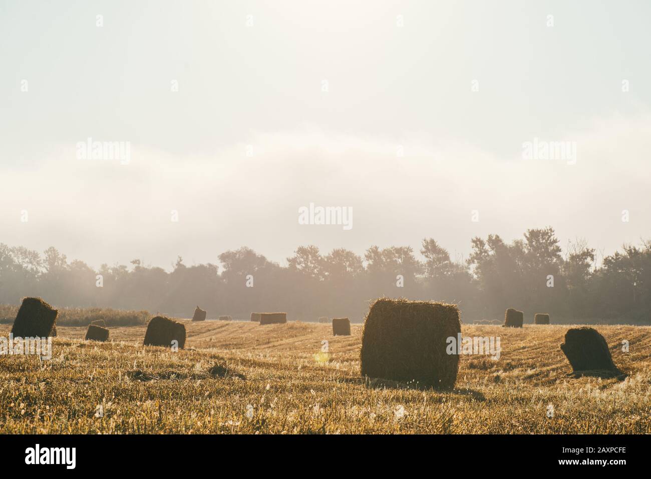 A late summer morning misty landscape with round hay bales. Scene of ...
