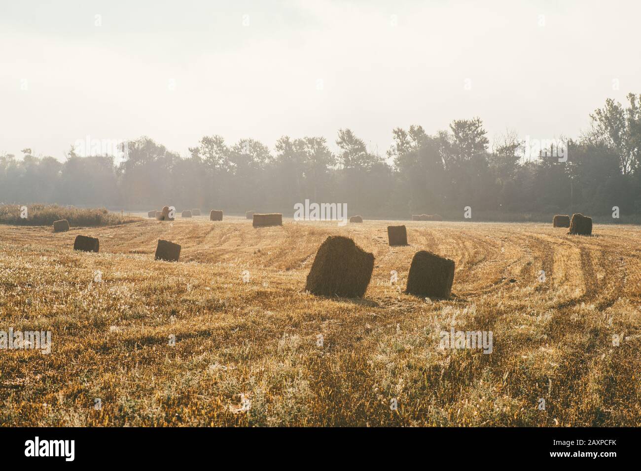 A late summer morning misty landscape with round hay bales. Scene of ...