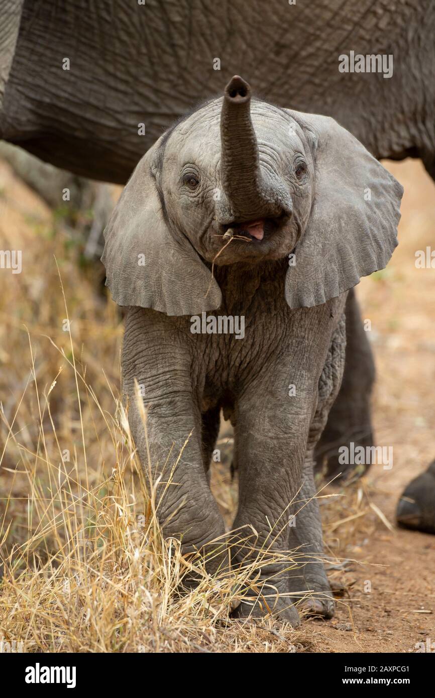 Trumpeting hi-res stock photography and images - Alamy